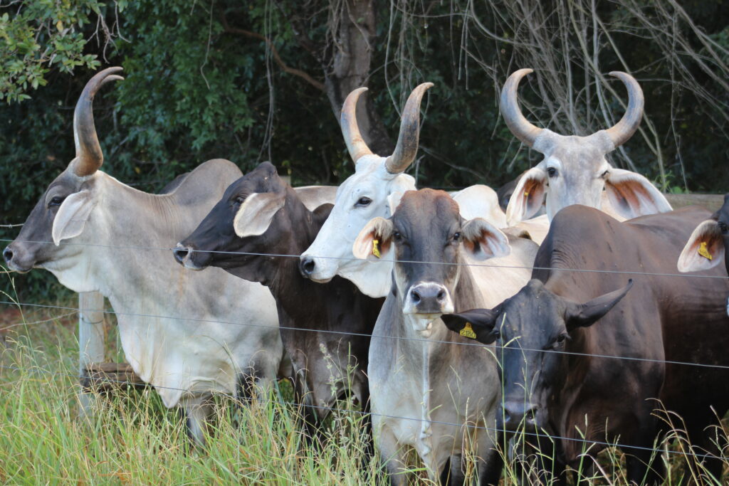 É Importante Falar Sobre Tripanossomose, Doença Endêmica No País ...