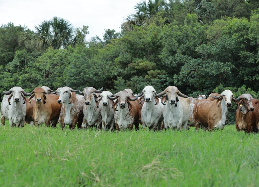 Retrospectiva 2023: Produtores De Carne E Leite Avançaram, Mesmo Em Ano ...